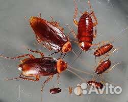 Малютки Тараканы