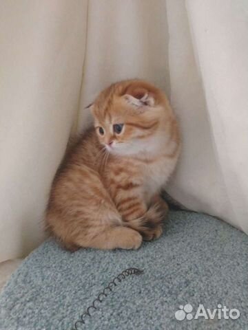 Золотая шоколадка