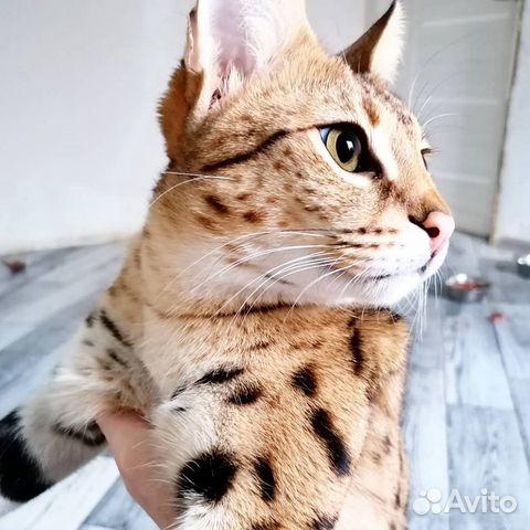 Саванны