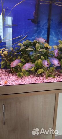 Нанокара электрик блю