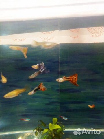 Рыбки гуппи отдам