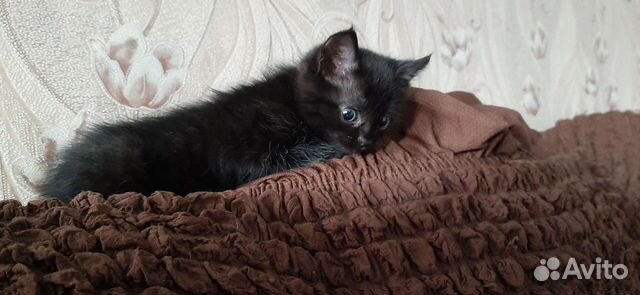 Девочка ищет хороший дом