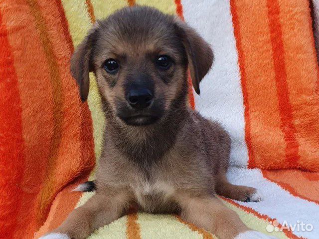 Клуня ищет дом