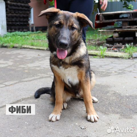 Щенок Фиби