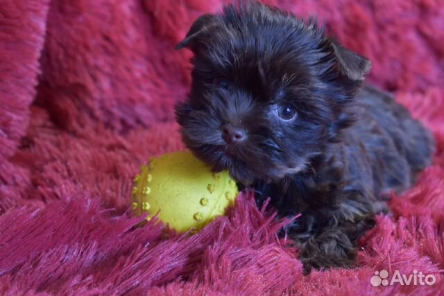 Йорк - такой сладкий шоколад