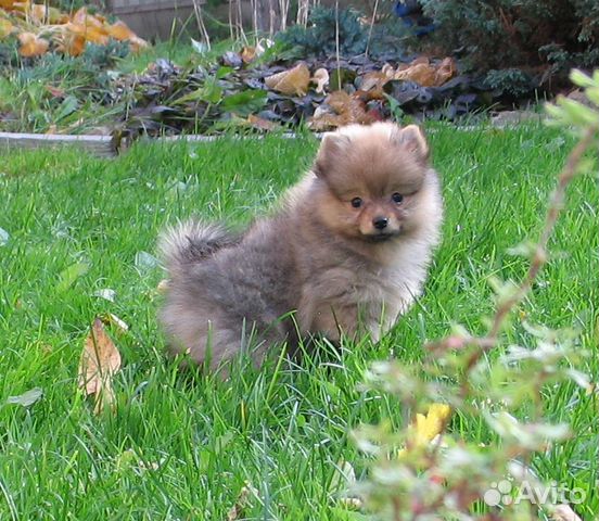 Девочки шпицульки