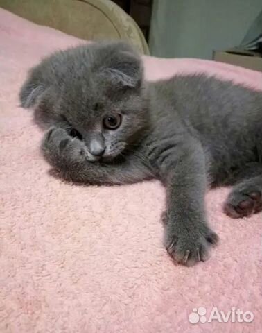 Вислоухие котята