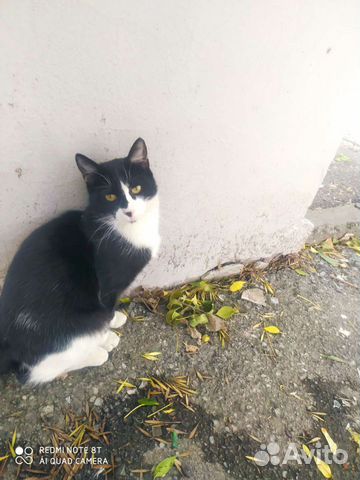 Кошка