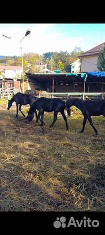 Лошади жеребята