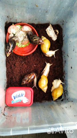 Улитки ахатины