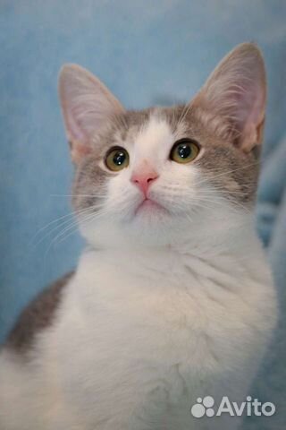 Котенок Витаминка ищет дом