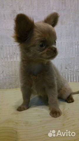 Щенок кобель