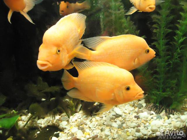 Цихлиды Лабиатумы