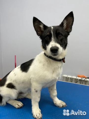 Подросток щенок Фунтик