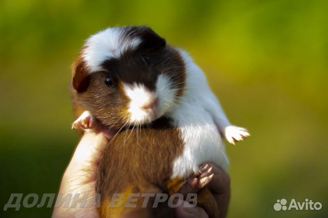 Морские свинки самочки