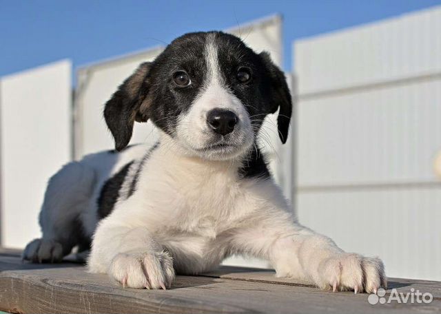 Классная щенуля, 3 месяца, метис алабая