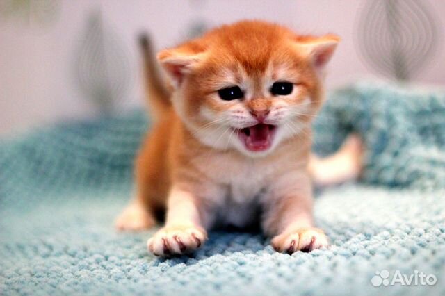 Роскошь золотого окраса, BRI ny12, мальчик