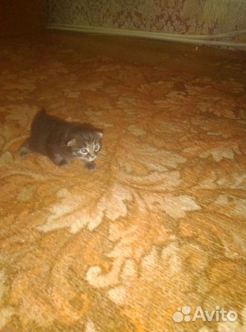 Котёнок,чёрно-полосатый,от умной трёхшёрстной кошк