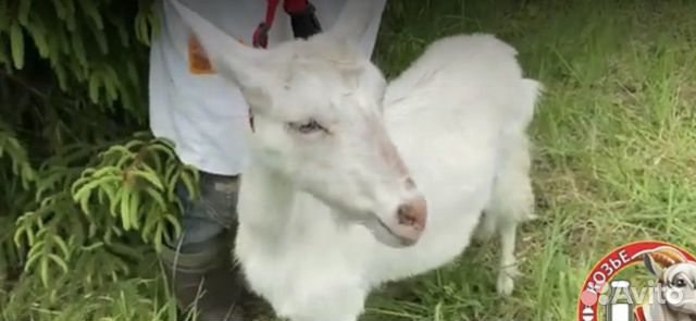 Коза Зааненская высокоудойная «Жемчужина»