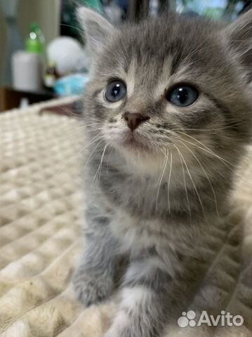 Котенок мальчик