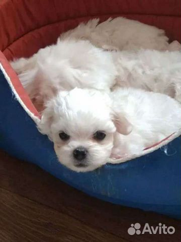 Мальтийская болонка РКФ папа импорт Америка