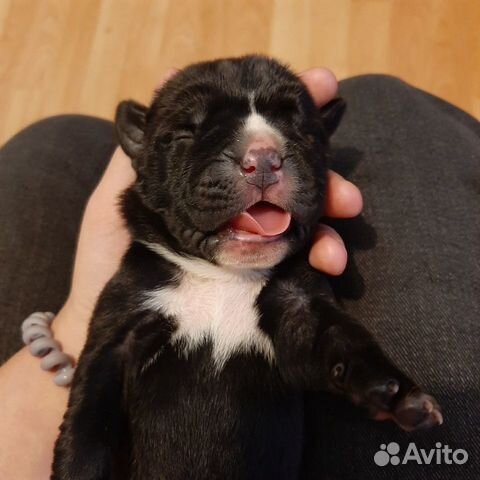 Щеночки Кане Корсо