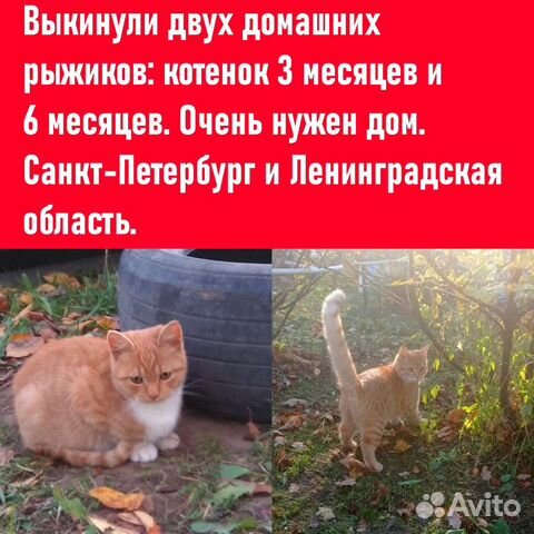 Выкинули двух домашних рыжиков