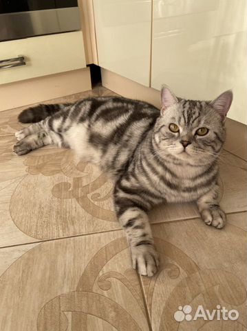 Британский кот на вязку