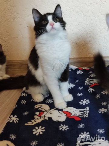 Котенок девочка