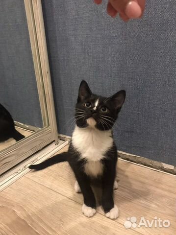 Котята