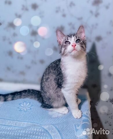 Спб, Кеша-компаньон на выданье