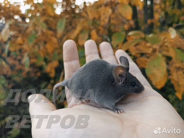 Декоративная мышь серо-стального цвета