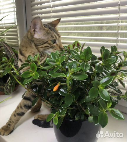 Бенгальская кошка вязка