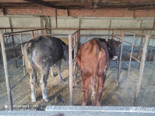 Телки на мясо