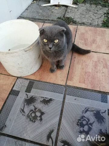 Британский кот