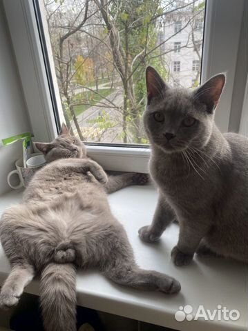 Подрощенные породистые котята