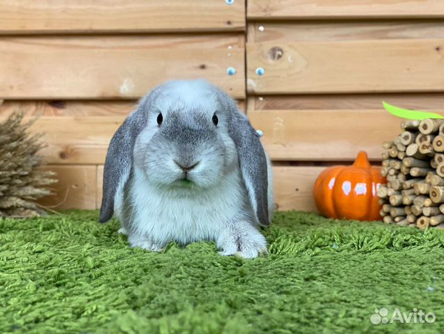 Карликовый кролик крольчонок мальчик 2 меc