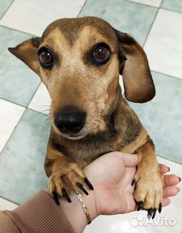 Такса ищет мальчика для вязки