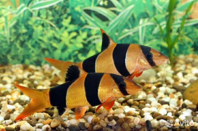 Боция клоун 2 шт