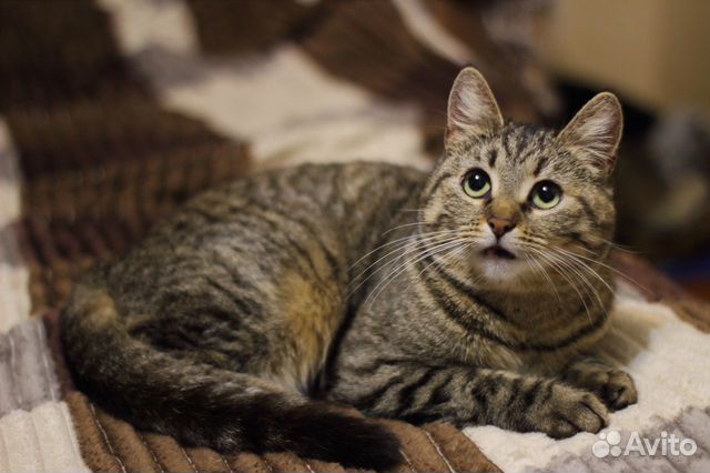 Отдам кошку в добрые руки