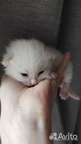 Белый котёнок