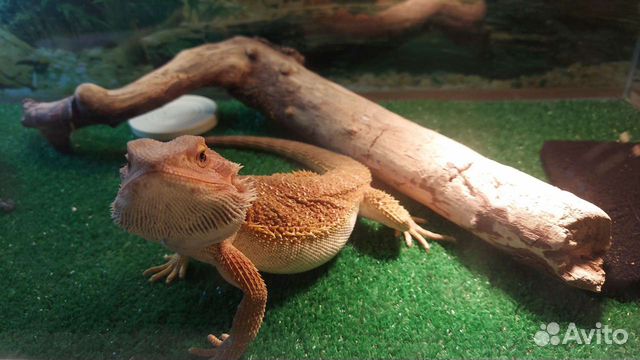 Бородатая агама+ террариум