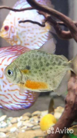 Рыба метиннис