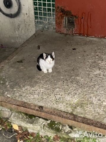 Котенок