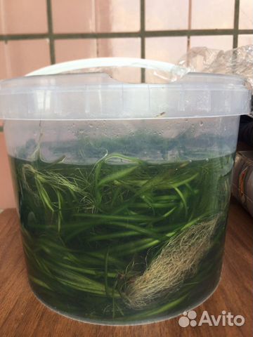 Роголистник и валеснерия