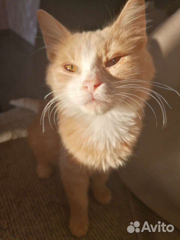 Кот Кузя