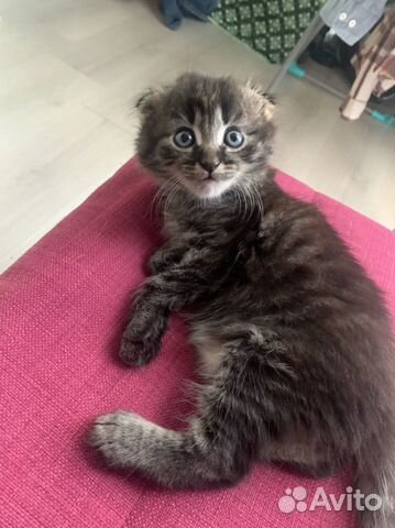 Маленькие котятки (1,5 мес)