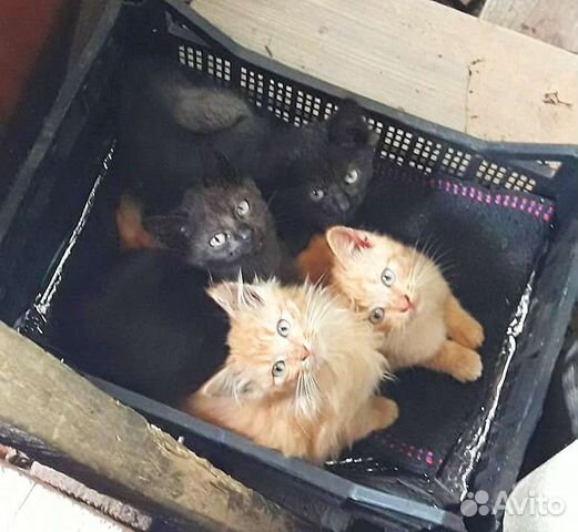 Котята оптом