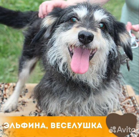 Собака Эльфина, 8 лет, лохматушка-веселушка