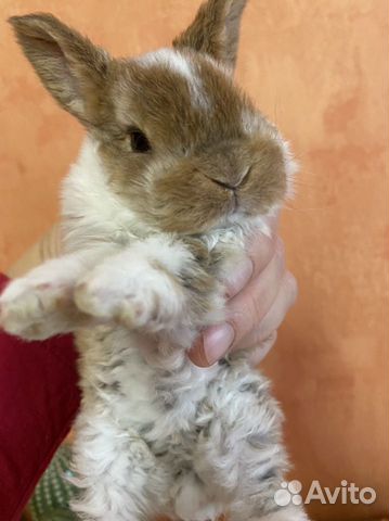 Кролик карликовый рекс